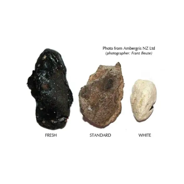 Ambergris from Texel: a rare find • Perfume Lounge